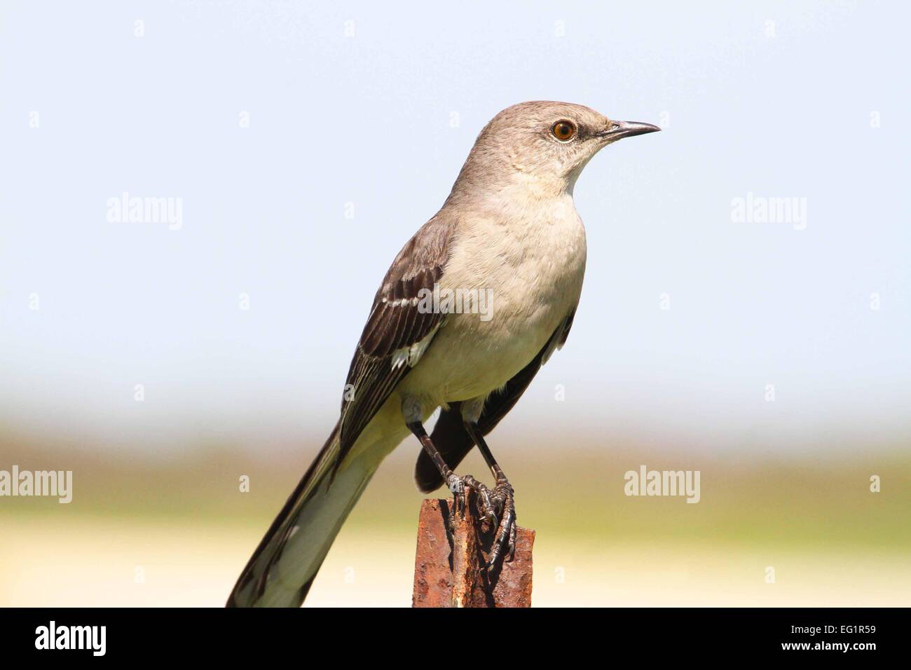 Scissor-tailed Flycatcher, female; Birds of North America Stock Photo ...