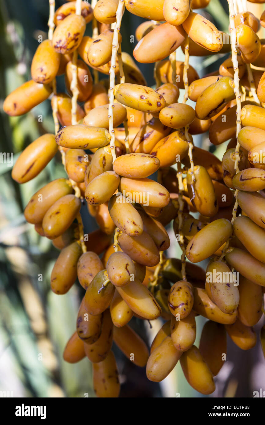 Fresh dates on a tree hi-res stock photography and images - Alamy