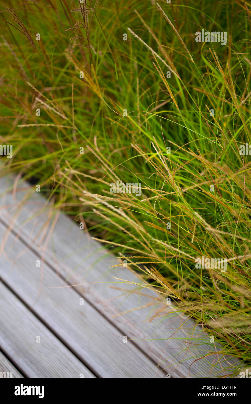 Terrace growing hi-res stock photography and images - Alamy