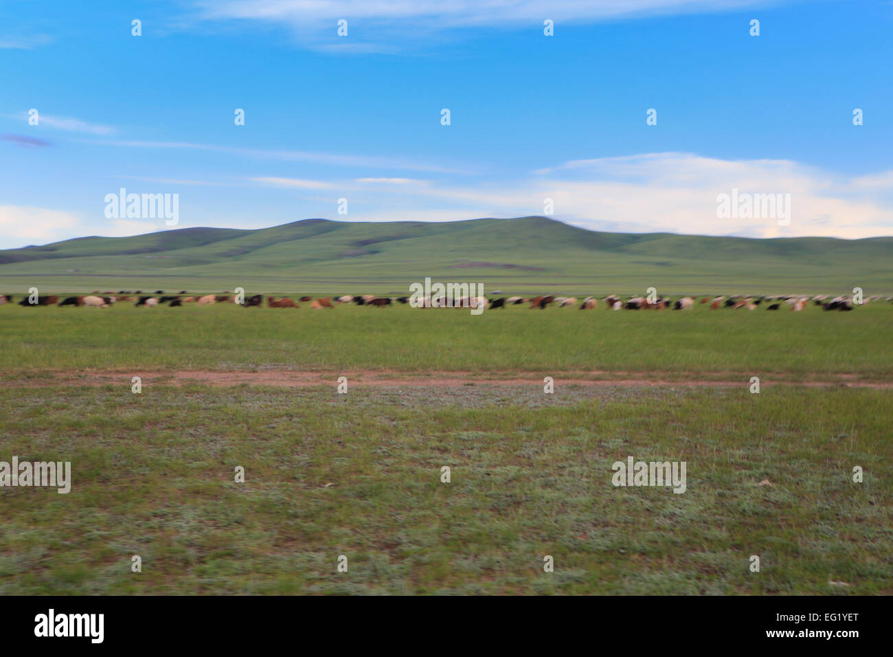 Steppe Grassland