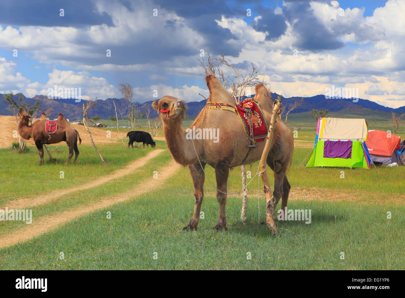 Mongol Els sand dunes, Tov province, Mongolia Stock Photo - Alamy