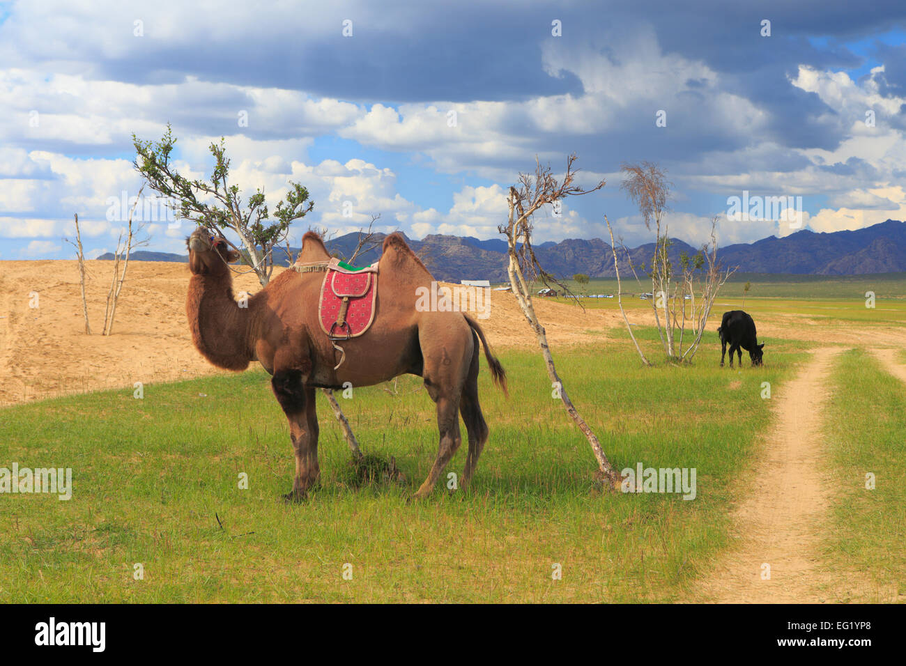 Mongol Els sand dunes, Tov province, Mongolia Stock Photo - Alamy