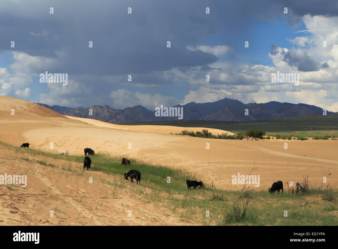 Mongol Els sand dunes, Tov province, Mongolia Stock Photo - Alamy