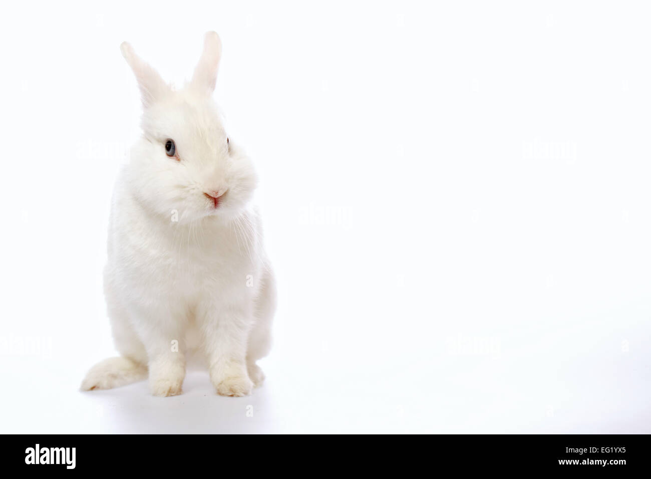 rabbit on white background Stock Photo - Alamy