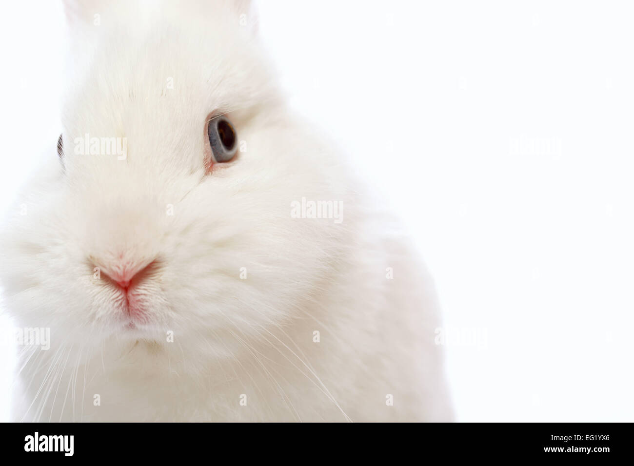 rabbit on white background Stock Photo - Alamy