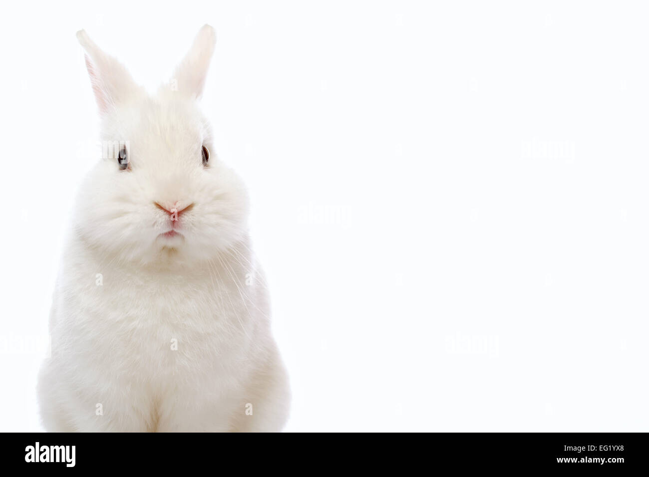 rabbit on white background Stock Photo - Alamy