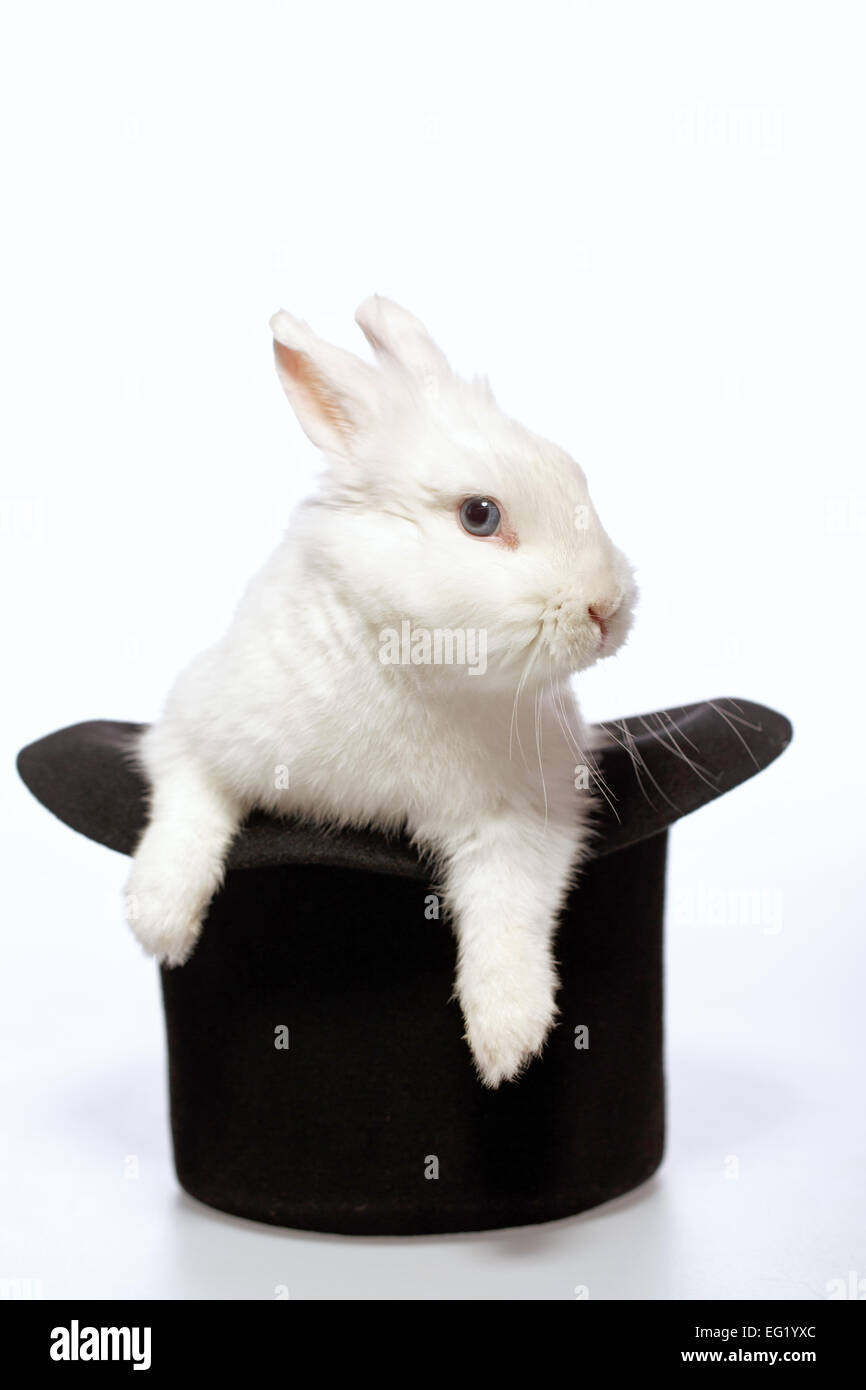 Rabbit playing with a magicians hat Stock Photo - Alamy