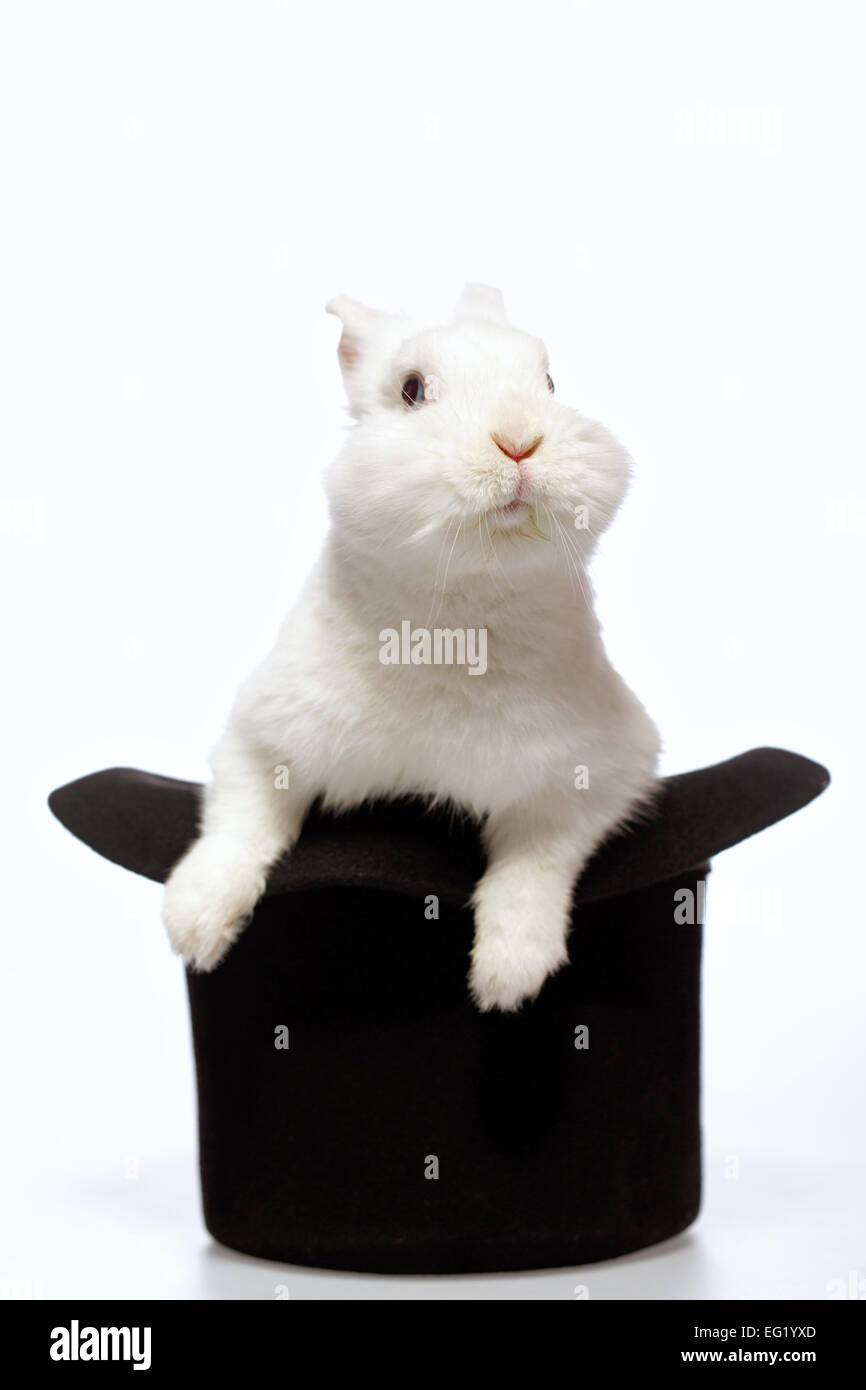 Magicians rabbit hi-res stock photography and images - Alamy