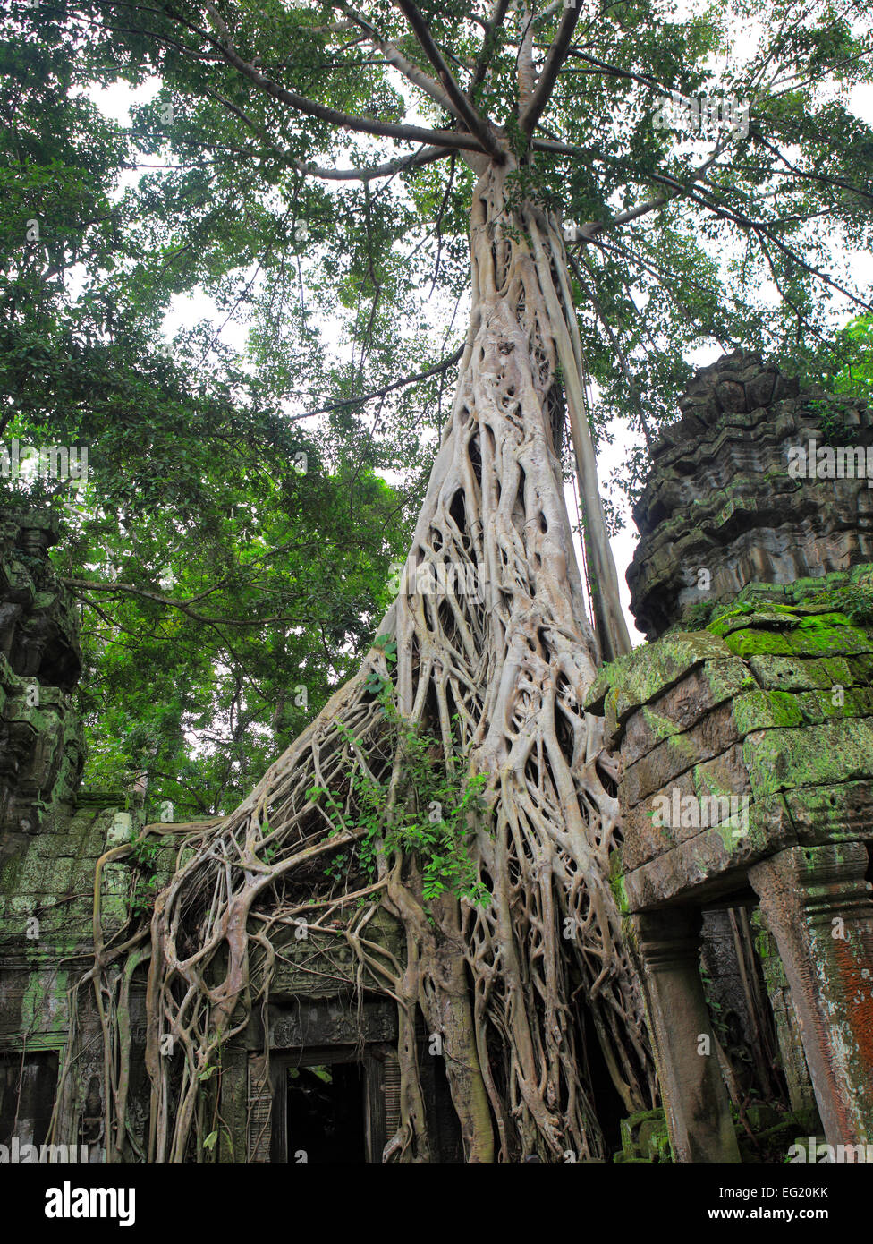 Roots of spung tree over ruins of Ta Prohm temple (Rajavihara) (1186 ...