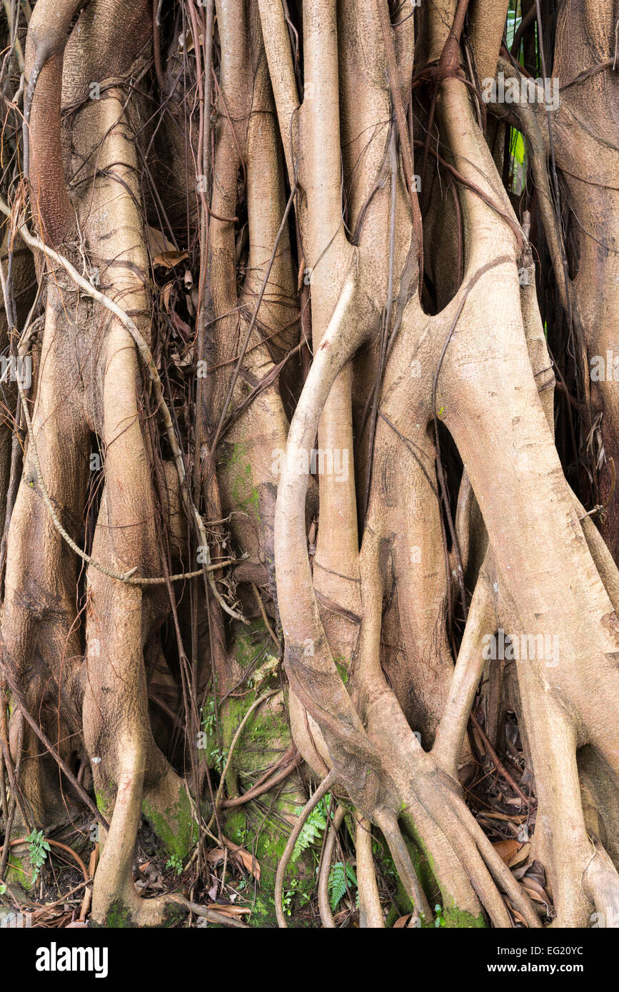 strong aerial roots of giant ficus tree in tropical forest Stock Photo ...