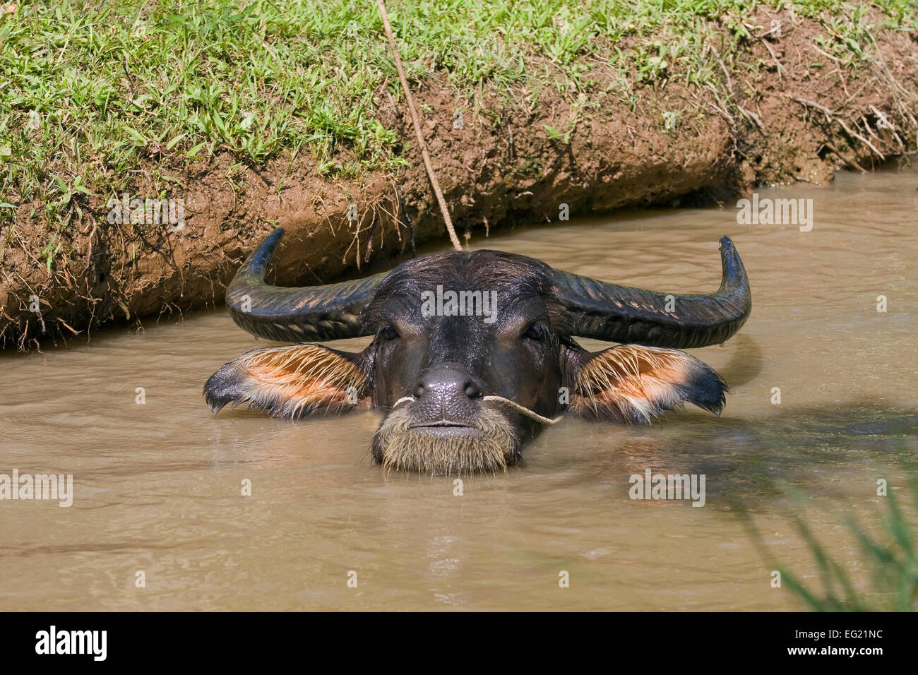 Water buffalo (Bubalus arnee), Vietnam, Asia Stock Photo - Alamy
