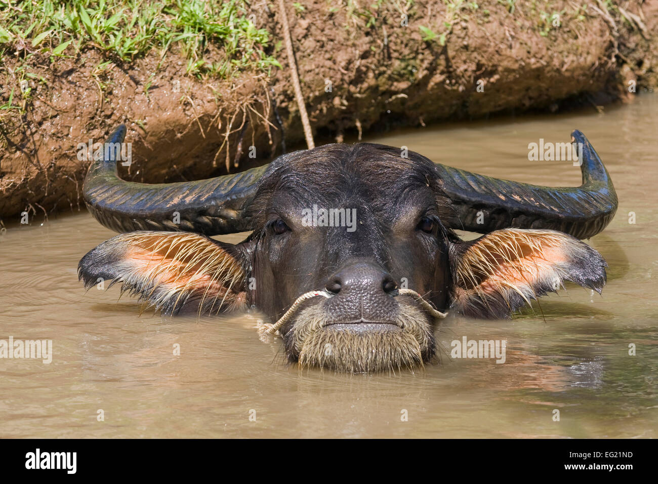 Photo asian water buffalo hi-res stock photography and images - Alamy