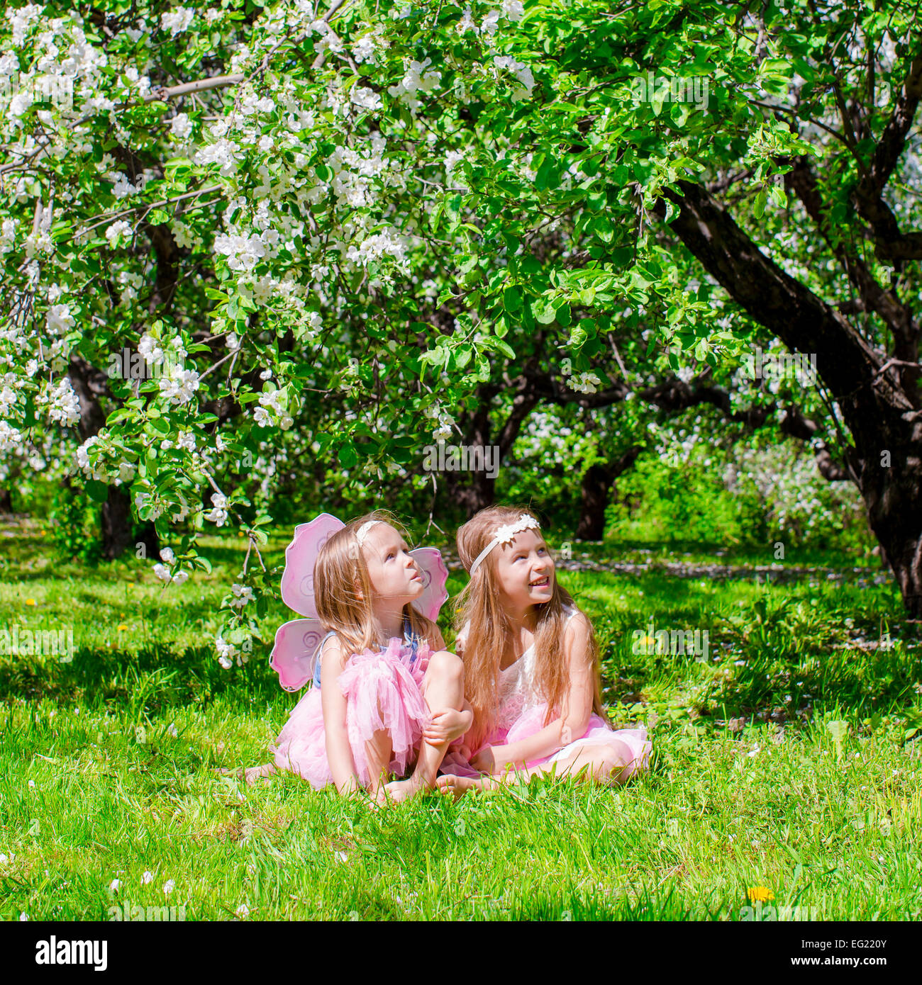 Adorable little girls have fun in blossoming apple tree garden at may Stock Photo - Alamy