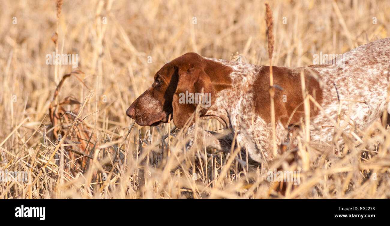 A Bracco Italiano, also called an Italian Pointer or Italian Pointing ...