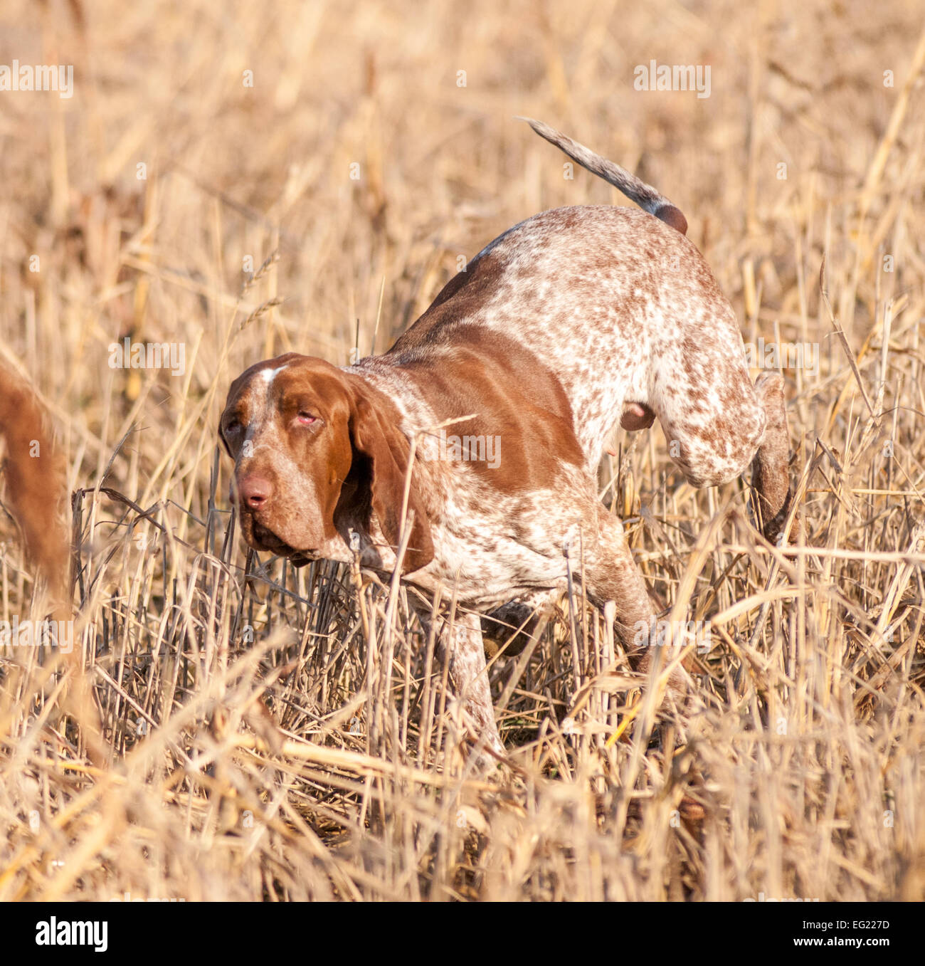 A Bracco Italiano, also called an Italian Pointer or Italian Pointing ...