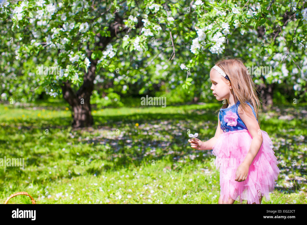 Adorable little girl have fun in blossoming apple tree garden at may Stock Photo - Alamy