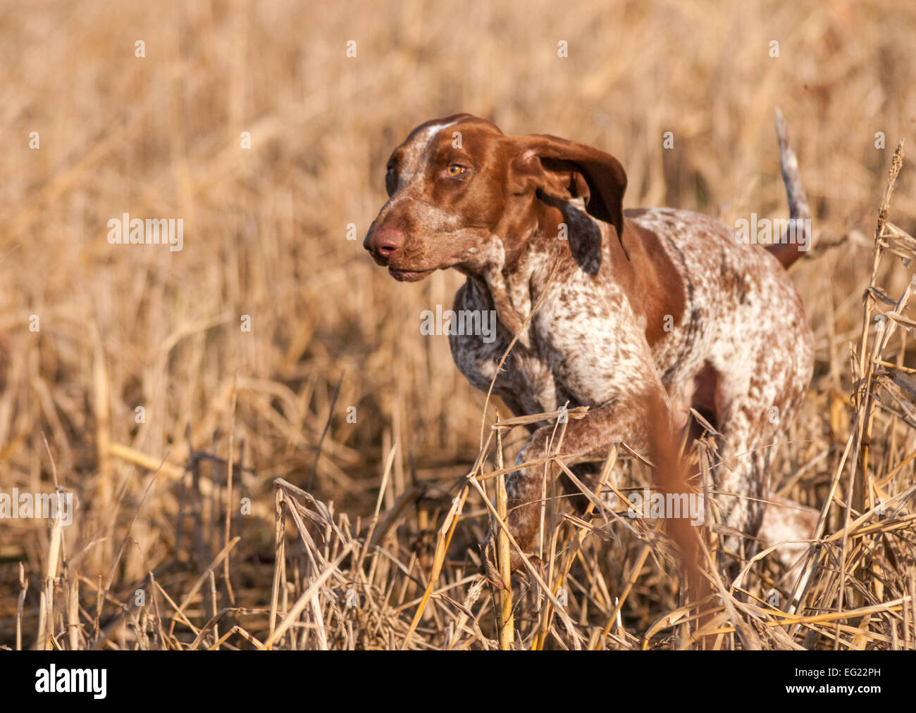 A Bracco Italiano, also called an Italian Pointer or Italian Pointing ...