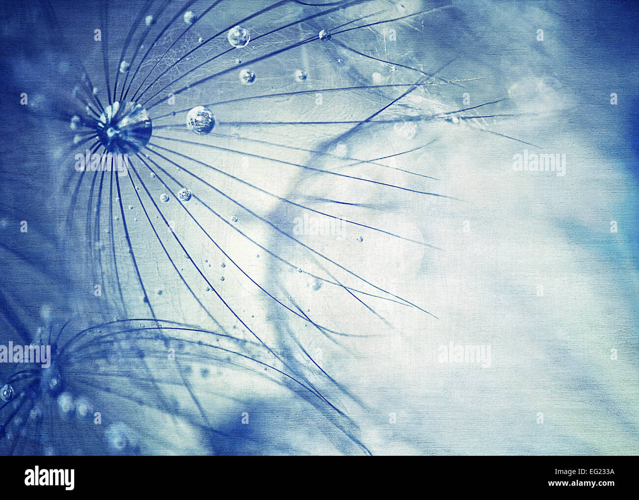 Beautiful blue dandelion background, macro photo of dry taraxacum ...