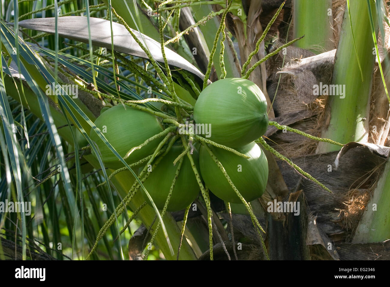 Kokus nut fruit,(Cocos nucifera) Phuket, Thailand, Asia Stock Photo - Alamy