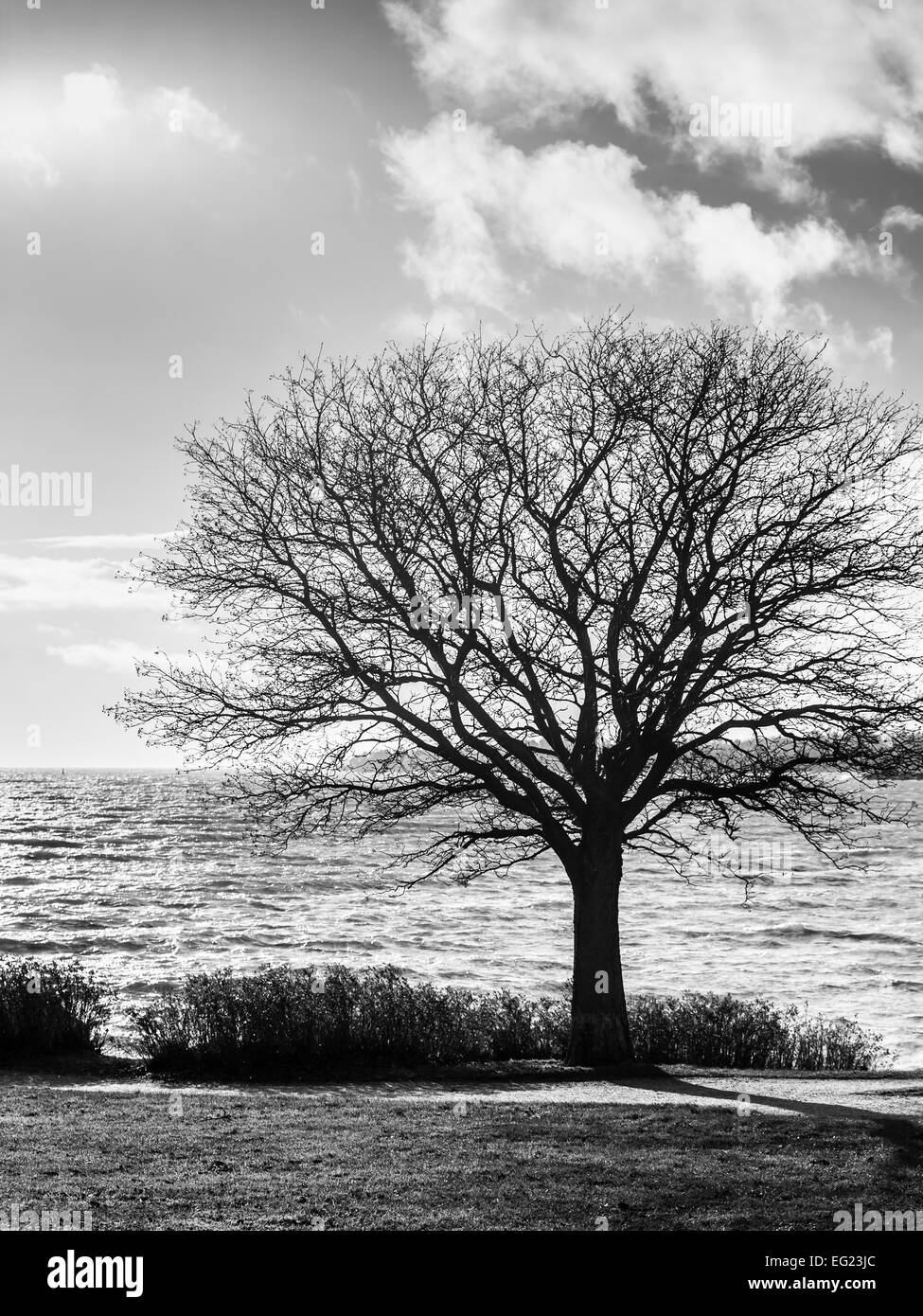 Park autumn fall tree Black and White Stock Photos & Images - Alamy