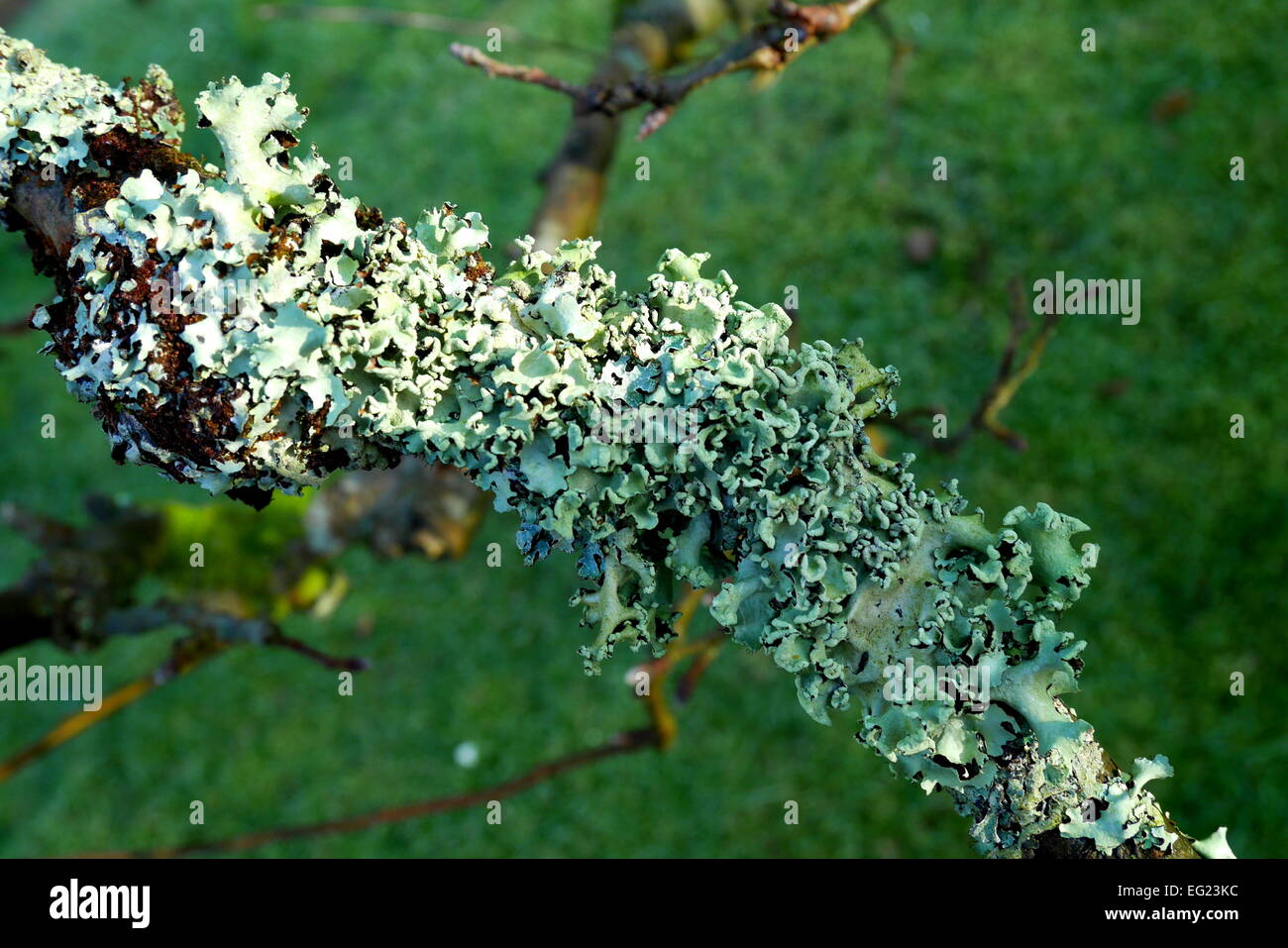 Apple tree with lichen hi-res stock photography and images - Alamy