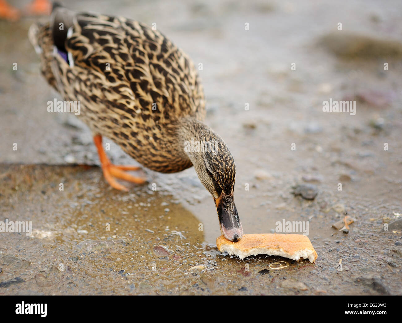 Bird eating duck hi-res stock photography and images - Alamy