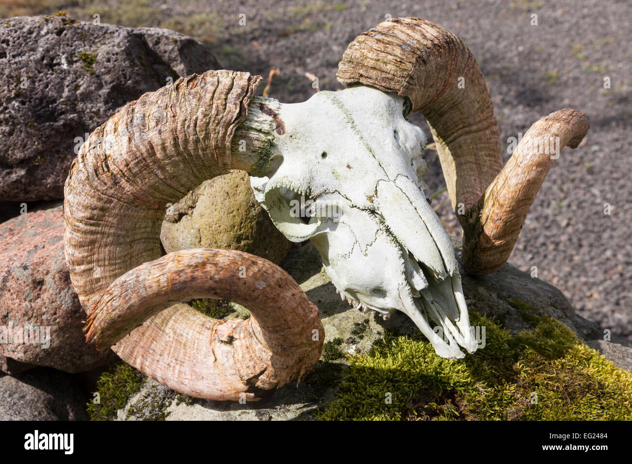 Ram skull with horns Stock Photo - Alamy