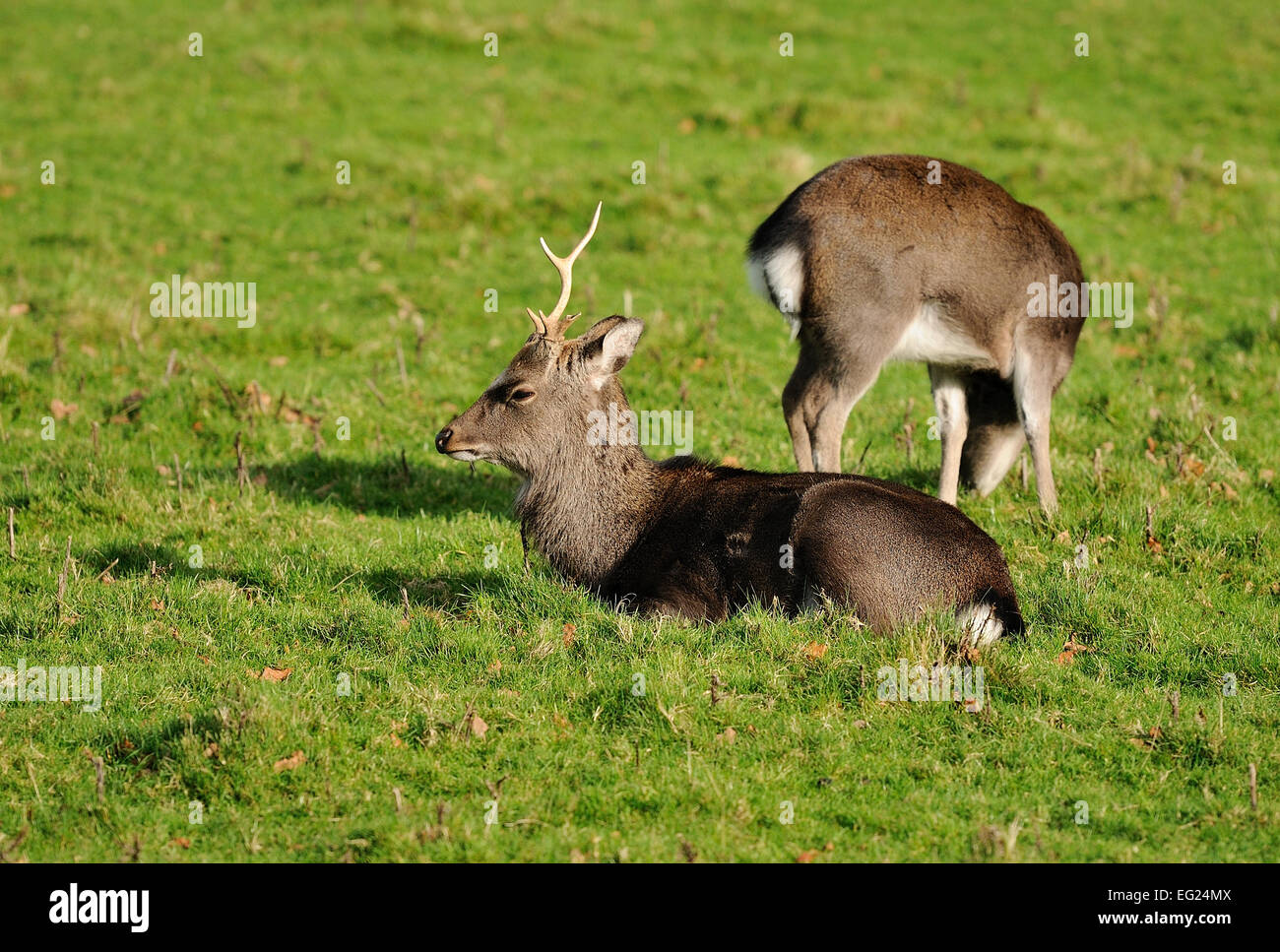 Deer love grass hi-res stock photography and images - Alamy