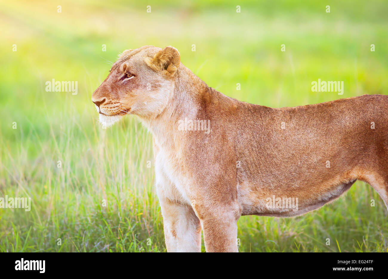 South African wild lioness, portrait of beautiful animal on fresh green ...