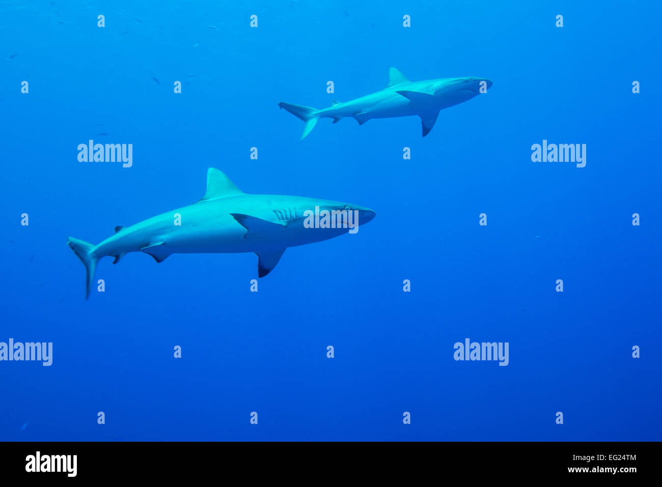 Grey reef sharks swimming hi-res stock photography and images - Alamy