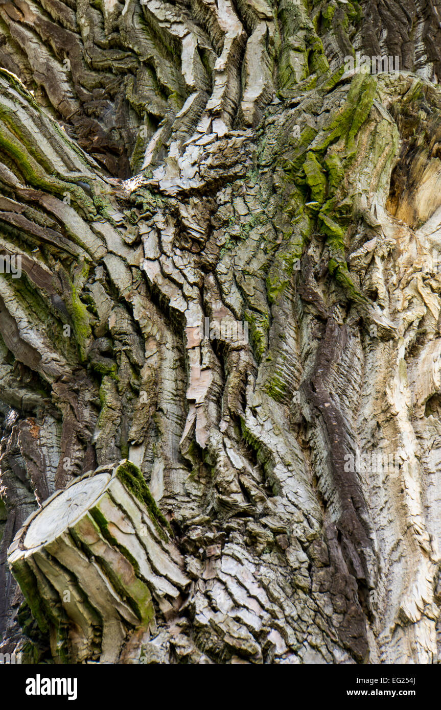 Tree bark texture nature hi-res stock photography and images - Alamy