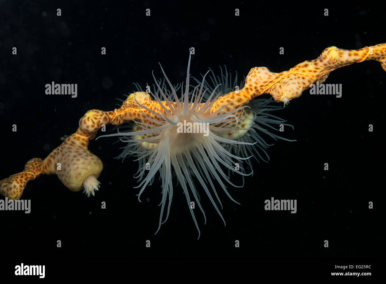 Nemanthus sp hi-res stock photography and images - Alamy