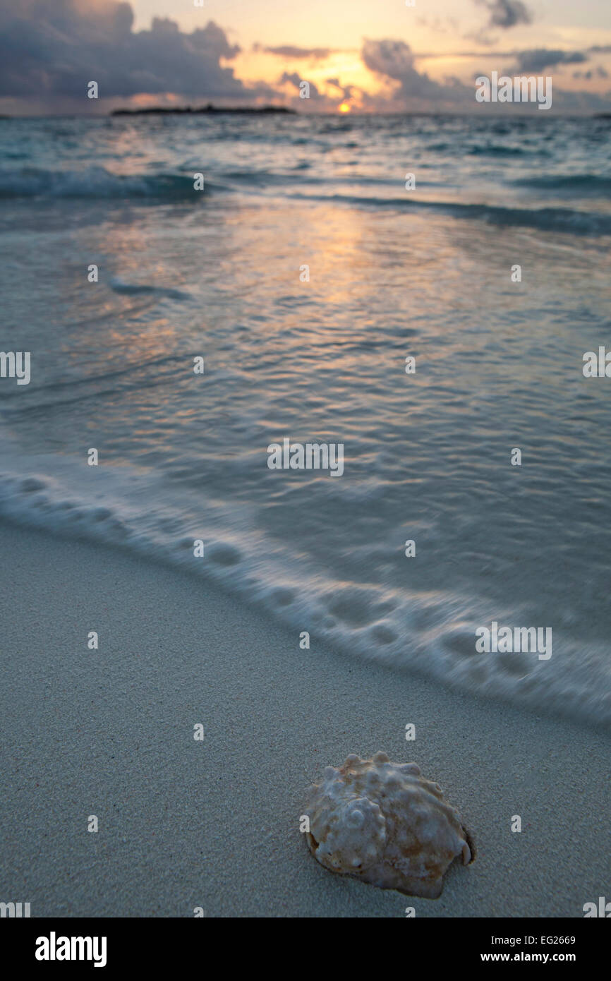 Shell on the beach Stock Photo - Alamy