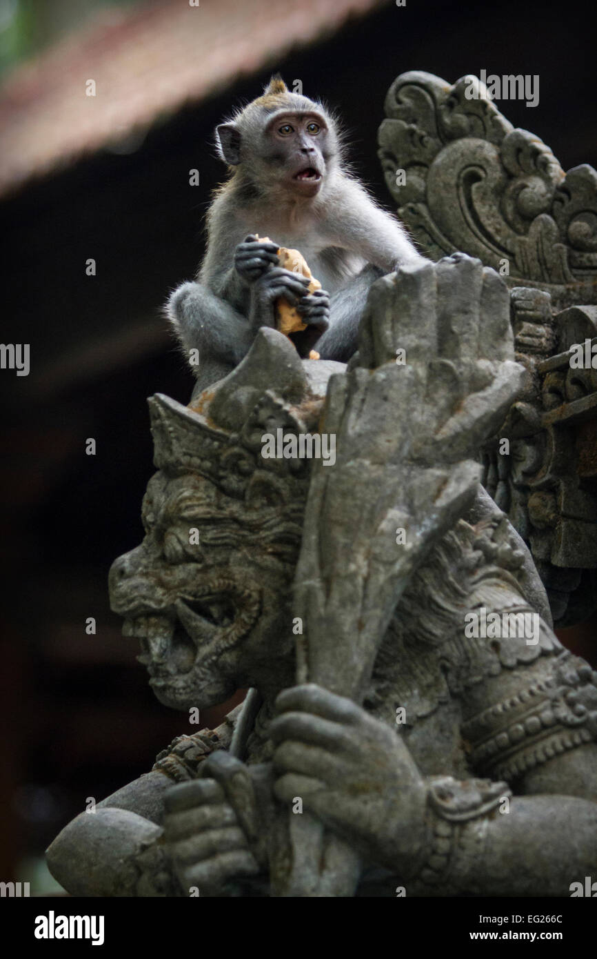 Monkey on pillar hi-res stock photography and images - Alamy