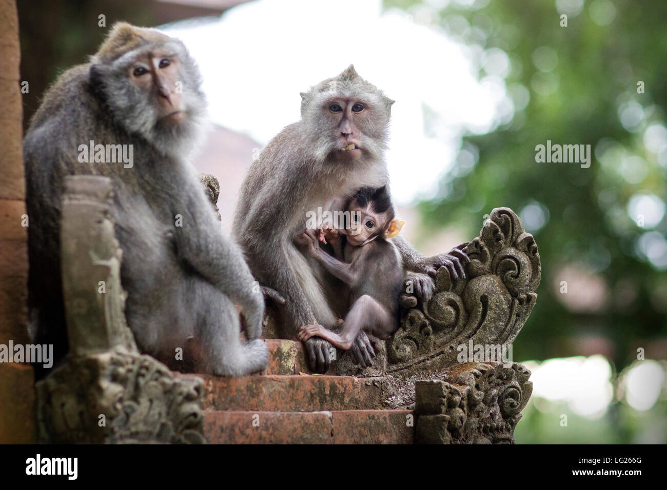 Baby and mother in indonesia hi-res stock photography and images - Alamy