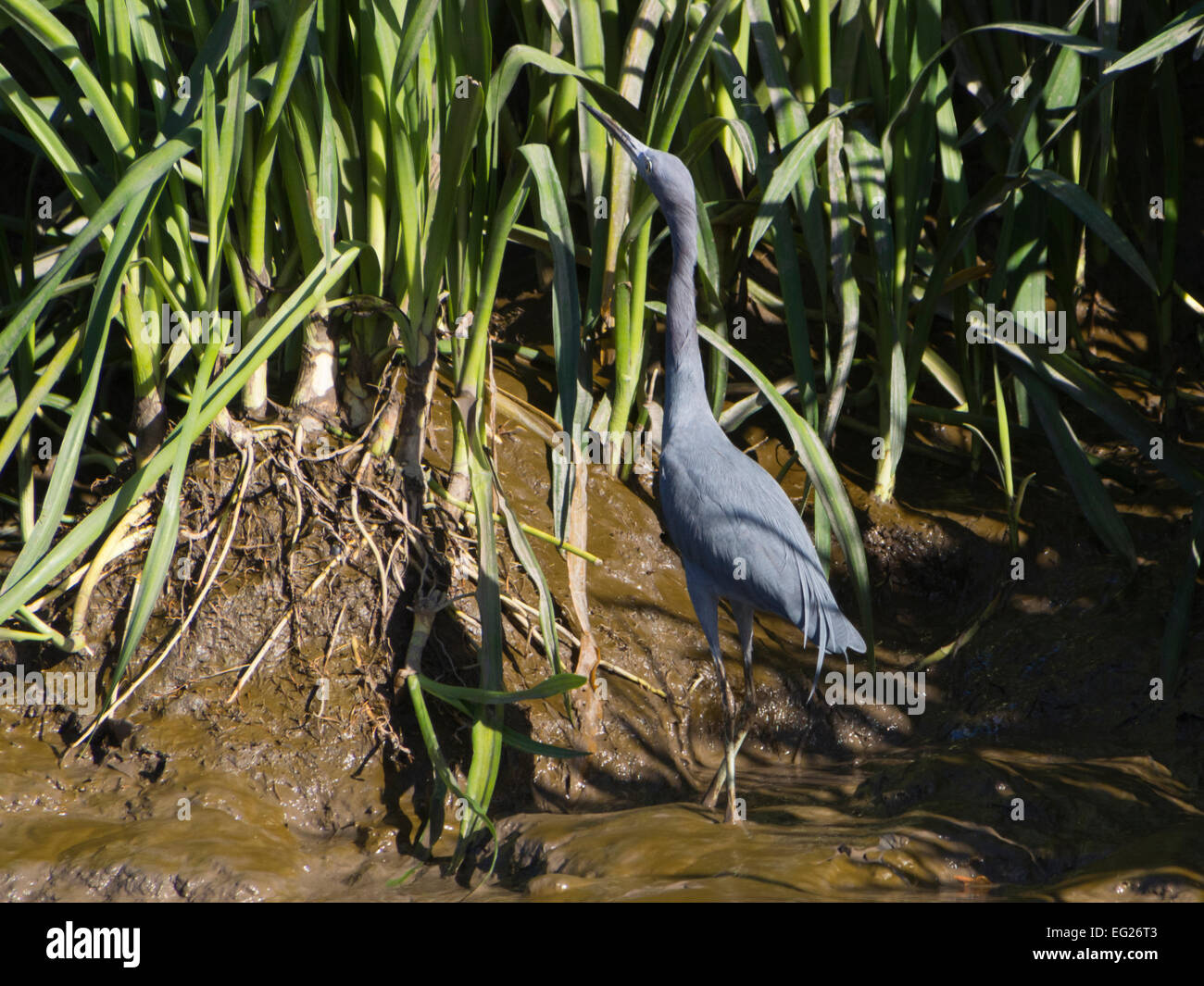 Little Blue Heron Bird Stock Photo - Alamy