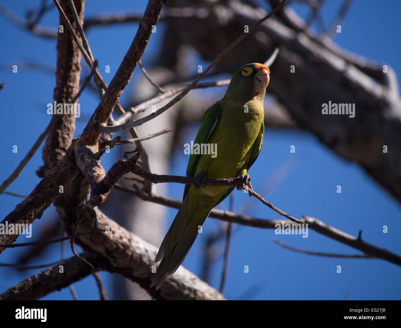 Orange fronted Parakeet on a branch Stock Photo - Alamy