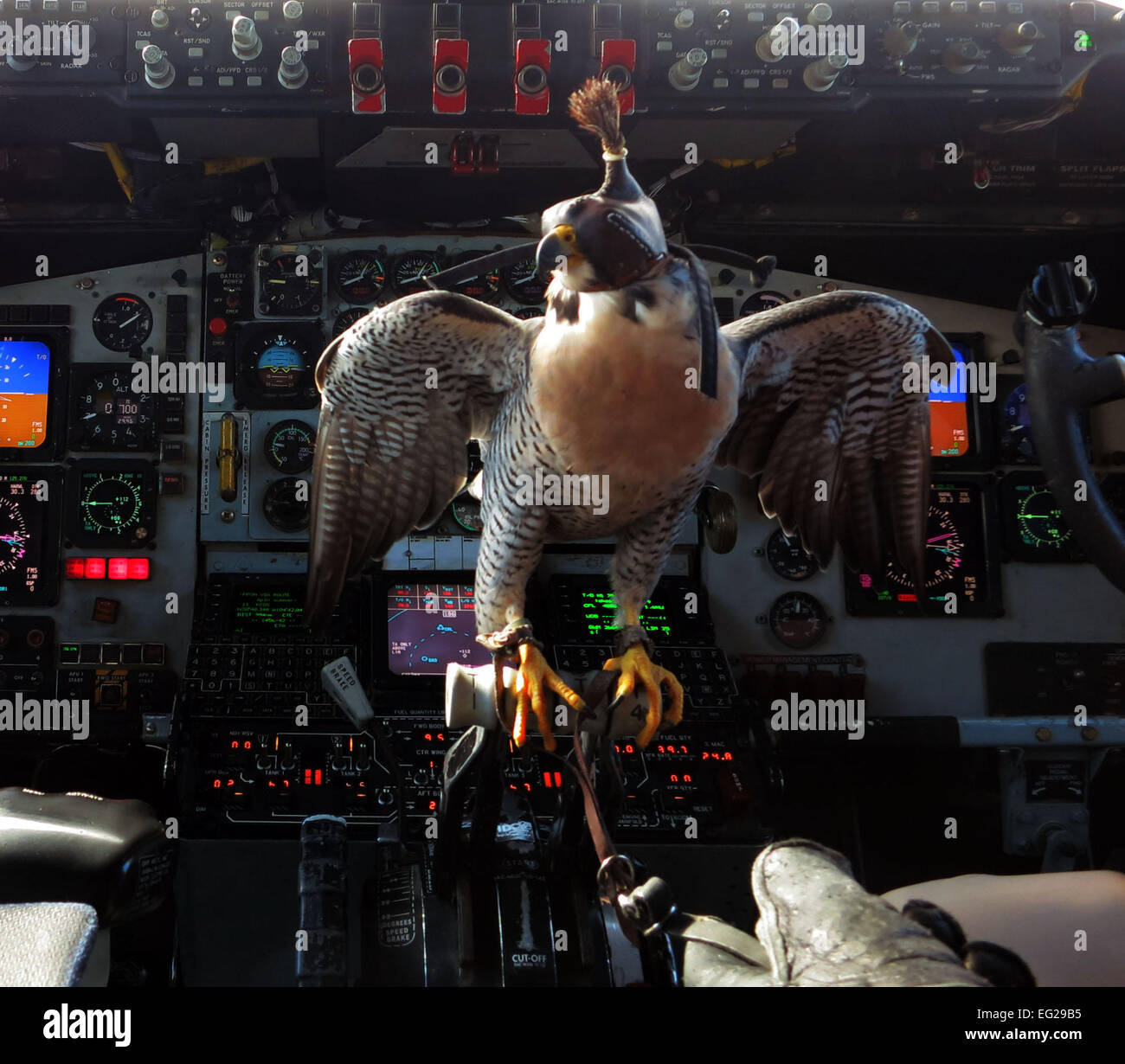 A U.S. Air Force Academy falcon perches on the throttle control of a KC ...