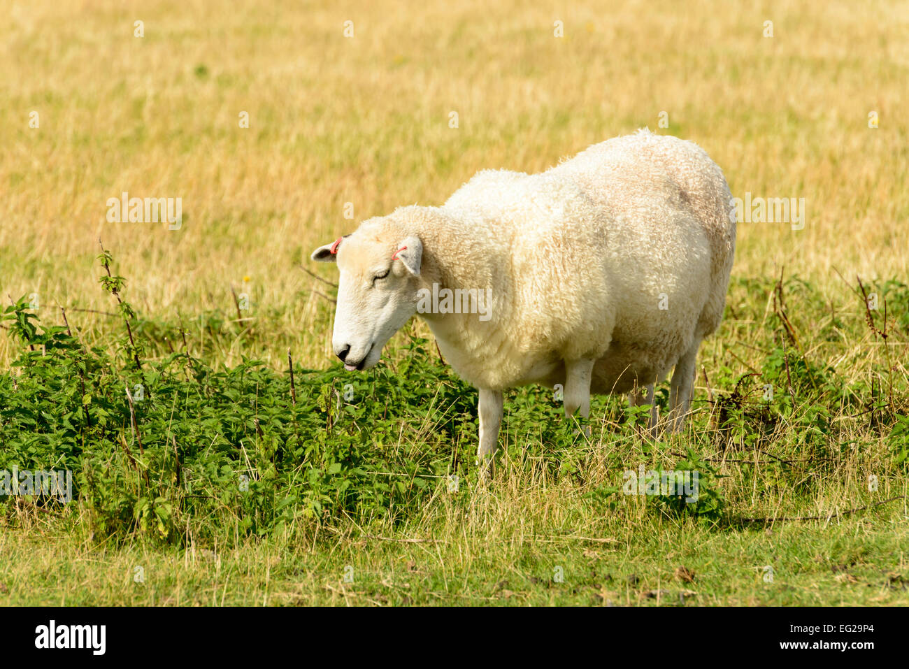 Romney marsh sheep hi-res stock photography and images - Alamy