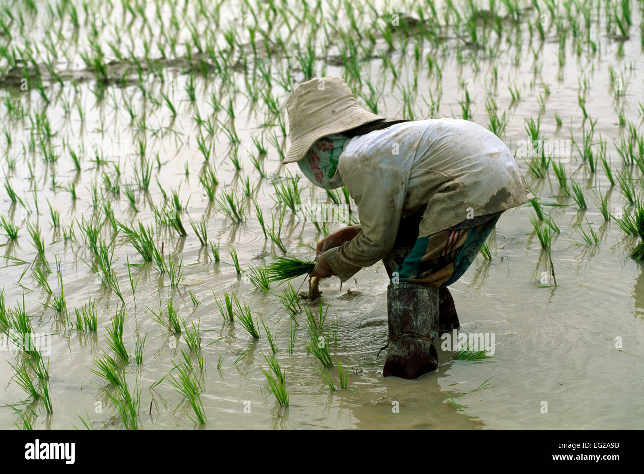 Laos, Luang Nam Tha province, rice fields Stock Photo - Alamy