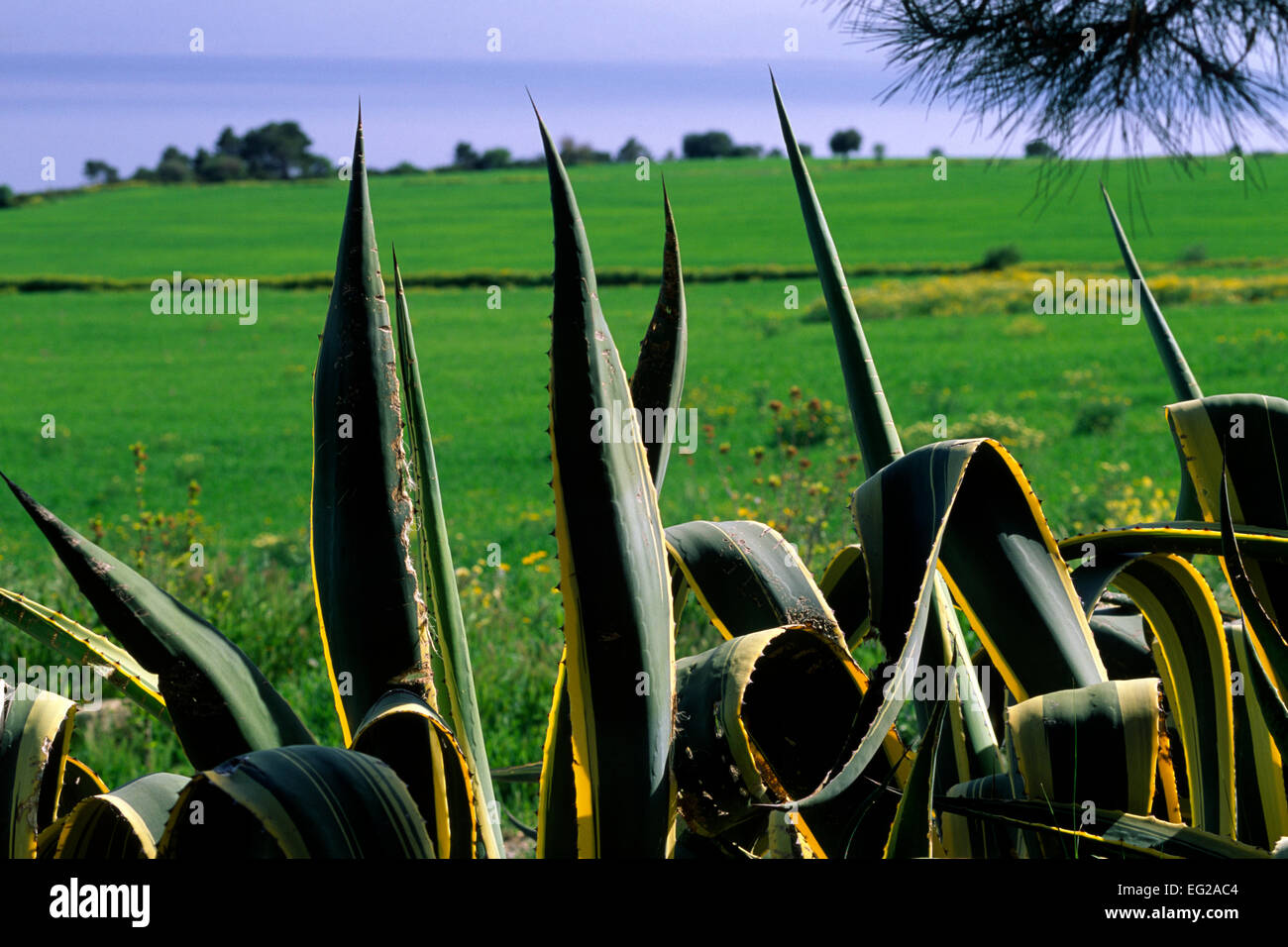 Italy, Calabria, Ionian coast, agave Stock Photo - Alamy