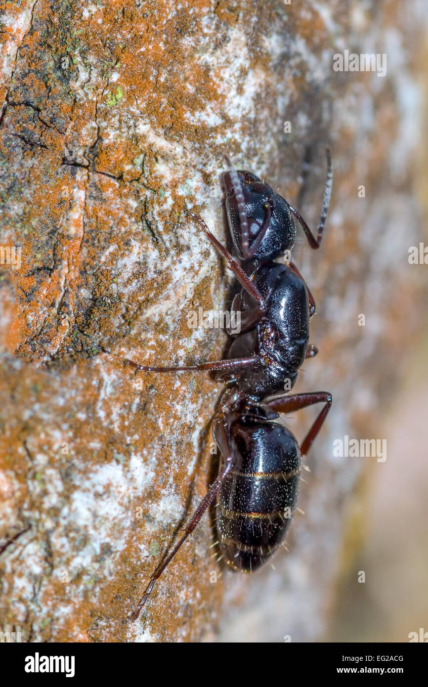 Ant on a tree Stock Photo - Alamy