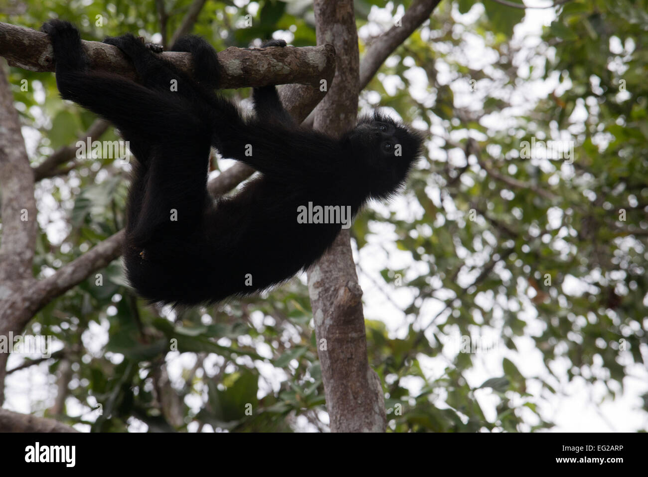 Spider monkey at Villagers of the Native Indian Embera Tribe, Embera ...