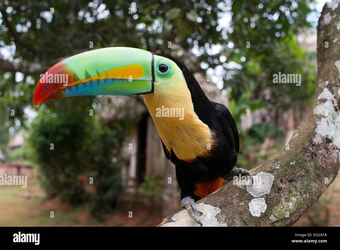 Keel-billed Tucan (toucan) in tree (Ramphastos sulfuratus ...