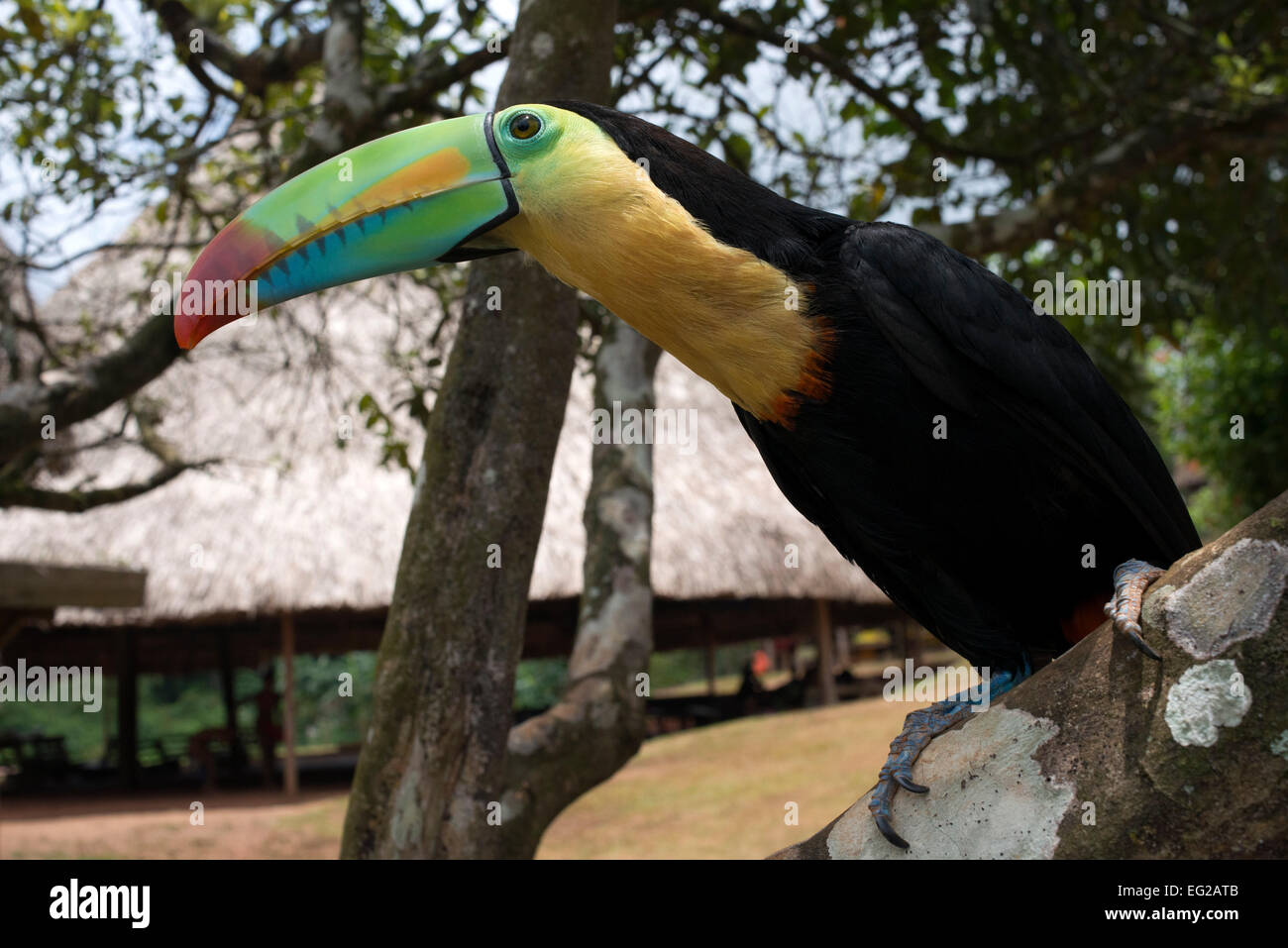Keel-billed Tucan (toucan) in tree (Ramphastos sulfuratus ...