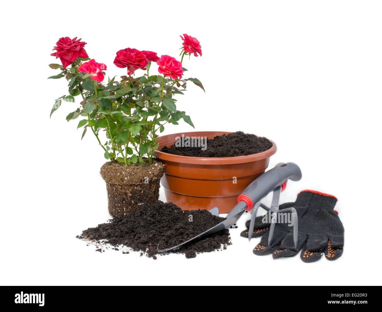 shrub roses and garden tools Stock Photo - Alamy