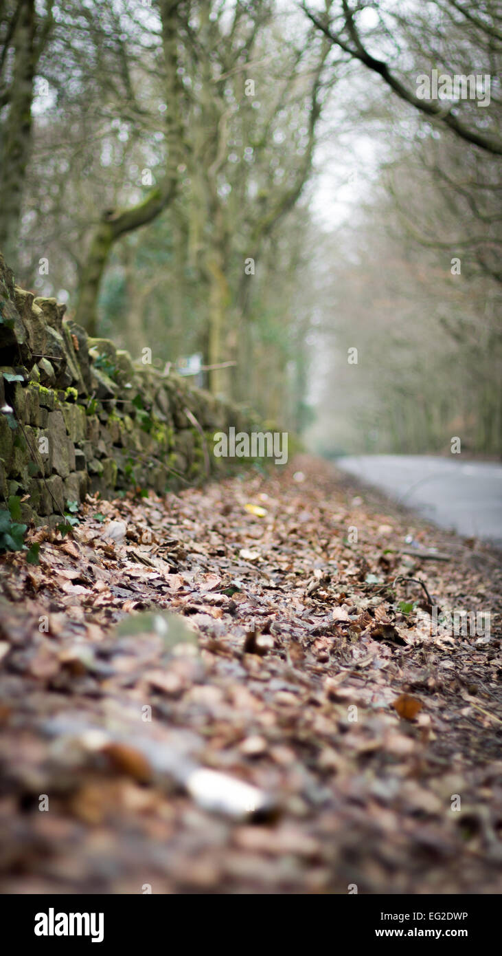 Road Through Grenoside Woods Stock Photo - Alamy