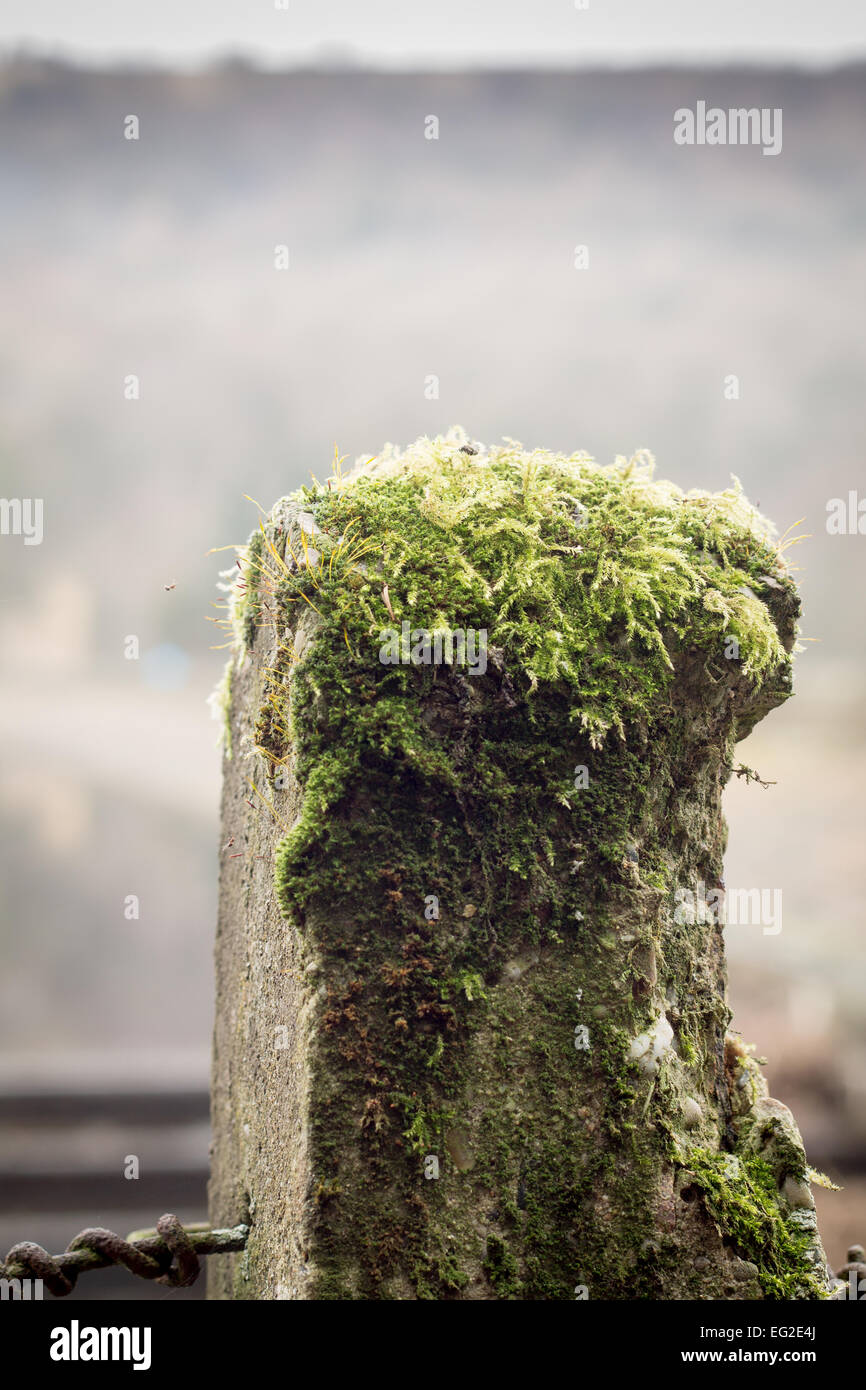 Hall of moss hi-res stock photography and images - Alamy