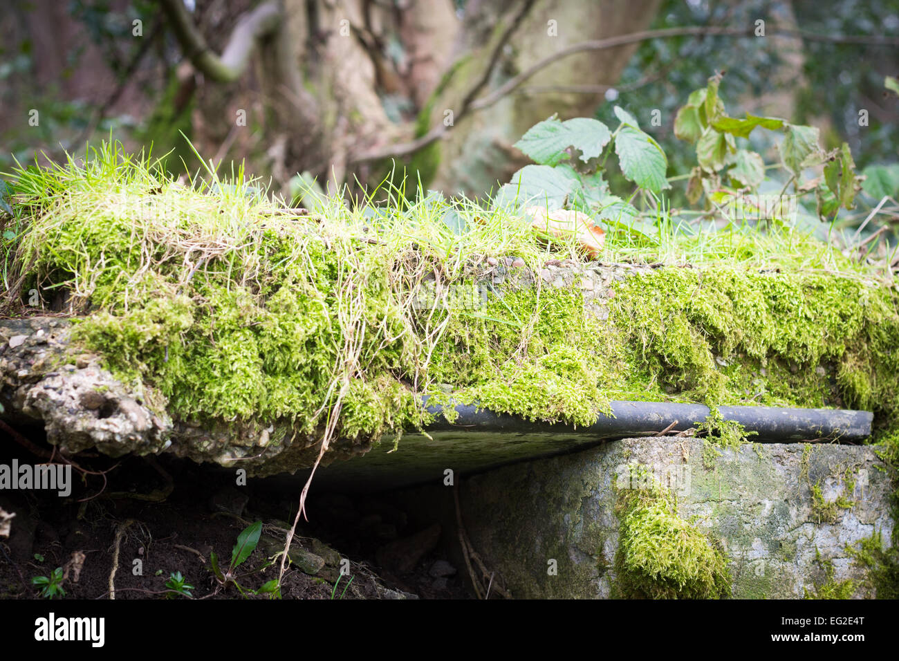 Hall Of Moss High Resolution Stock Photography and Images - Alamy
