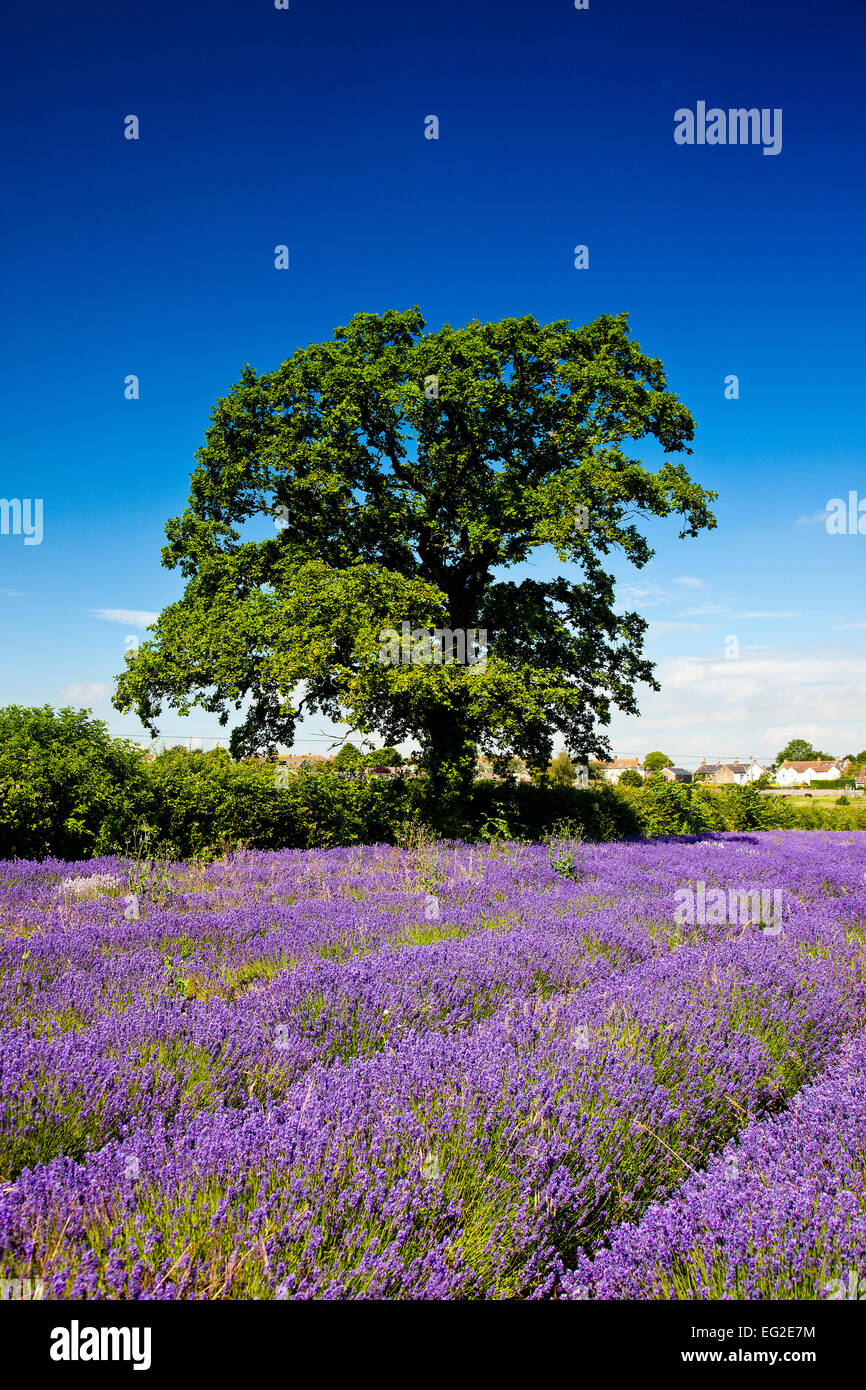 The main growing fields at the Somerset Lavender Farm in Faulkland ...
